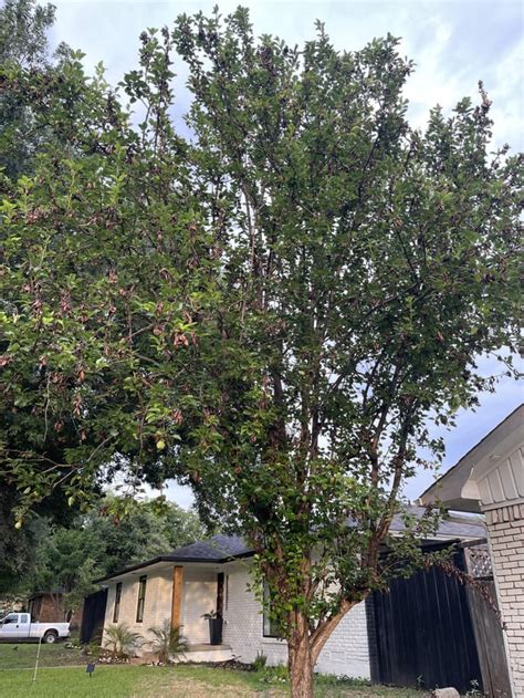 Is My Tree Dying R Arborists