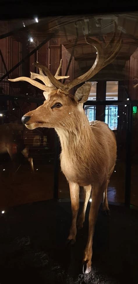 Schomburgks Deer Sixth Extinction Wiki Fandom