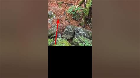 🛑coba Tebak Dimana Posisinya Kamuflase Tni Youtube