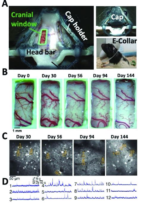 Longitudinal Recording From The Rat Cortex A Image Of The Rat Skull Download Scientific
