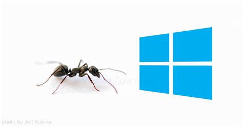 Ant And Windows Nextflow