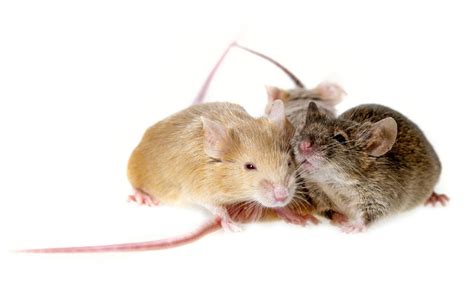 Generating Eae Mouse Models Of Multiple Sclerosis Taconic Biosciences