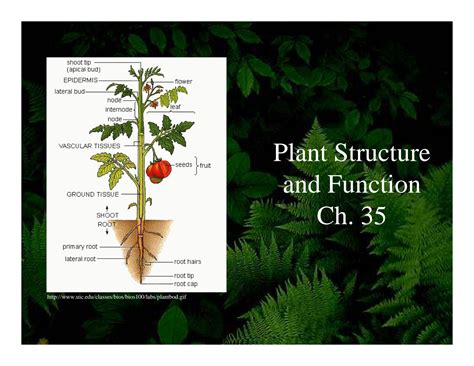 Plant Structure And Function Vocabulary At Kathleen States Blog