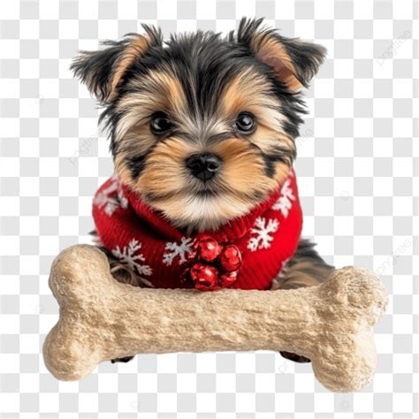 투명한 배경에 휴일 뼈가 있는 산타 모자를 쓴 3d 축제 요크셔 테리어 뼈 크리스마스 강아지 Png 일러스트 및 이미지 에 대한 무료 다운로드 Pngtree