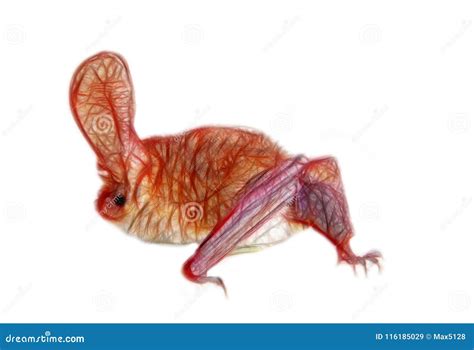 Drawing Of Bat With Huge Ears Stock Image Image Of Eeyore Grey 116185029
