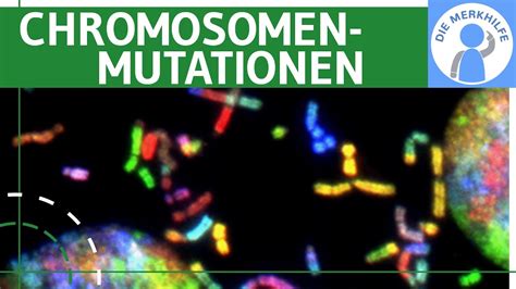 Chromosomenmutationen Begriff Deletion Duplikation Inversion Insertion And Translokation