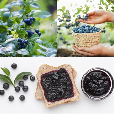 프로방스 프랑스산 유기농 블루베리 65 잼 스프레드 전통방식 350g 홈플러스 택배배송