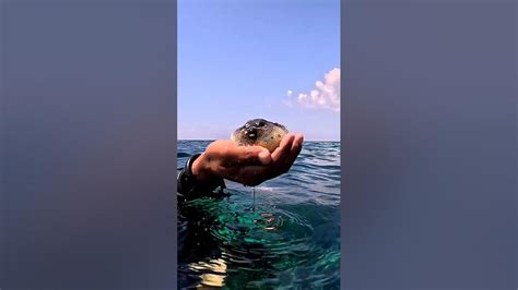 필리핀 보홀 발리카삭 호핑 스타카 포인트 스노쿨링 프리다이빙 고프로12 Gopro12 Bohol Balicasag Youtube