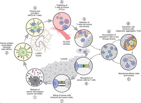 The Cancer Immunity Cycle Indication Genotype And Immunotype Immunity