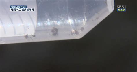 항만 아닌 곳 여왕 붉은불개미 첫 발견 내륙도 비상