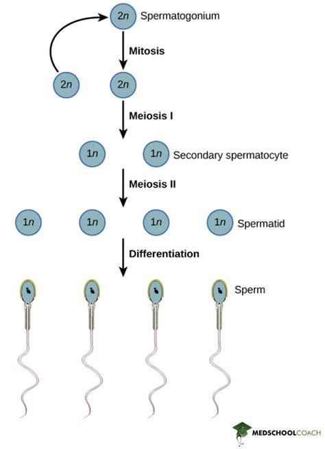 Spermatogenesis Mcat Biology Medschoolcoach