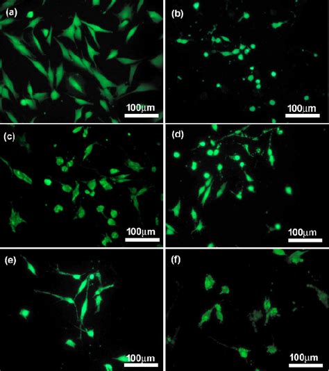 Merged Microphotographs Of Human Chondrocyte Cell Line Chon 001 Download Scientific Diagram