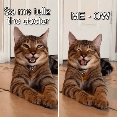 Doctor Asks Me Whats Wrong Rcatmemes