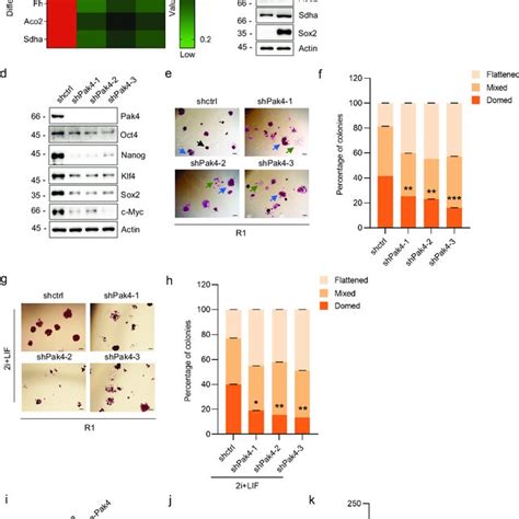 Pak4 Dictates Somatic Cell Reprogramming Efficiency A Primary Mef