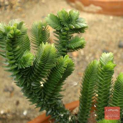 Толстянка (Crassula) — описание, выращивание, фото | на LePlants.ru