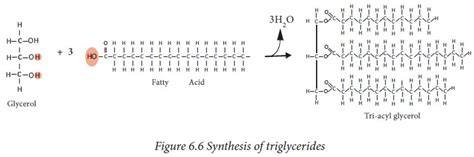Triacylglycerols Or Triglycerides Physical And Chemical Properties Lipids