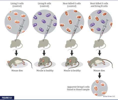 College Bio LAB DNA STRUCTURE AND REPLICATION Exam Flashcards Quizlet