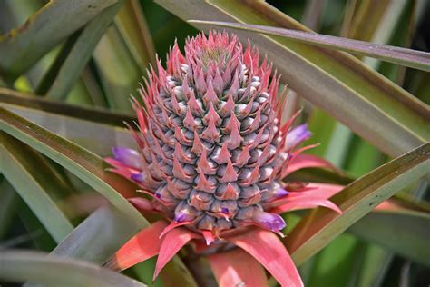 Pineapple Plant
