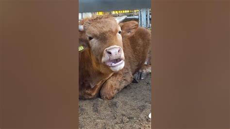 소 혀 춤춘다 Youtube