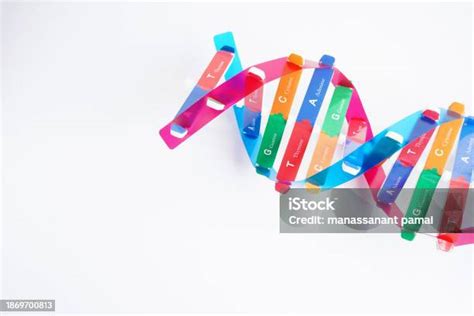 Dna 분자 나선형 구조 모델은 흰색 배경 염색체 및 유전자 화학 과학 생물학에서 분리됩니다 나선 모양에 대한 스톡 사진 및 기타 이미지 Istock