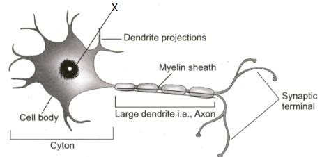 Draw The Structure Of A Neuron And Explain Its Function