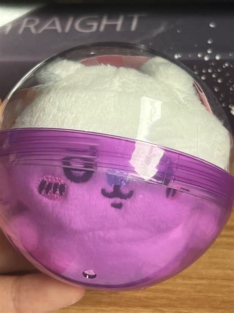 앉은 누이 모몽가 콜리 Colley