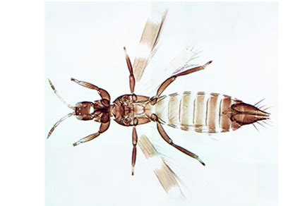 Thysanoptera Two New Species Of The Genus Mycterothrips From Western