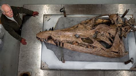 Biggest Dinosaur Fossil Ever Found Flash Sales