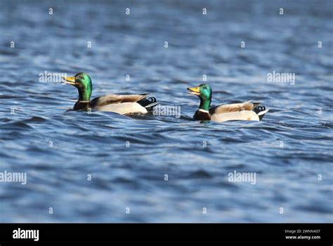 Two Mallard Ducks Anas Platyrhynchos Swimming And Quacking On Blue