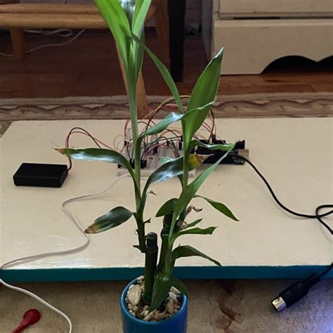 stream lucky bamboo [biodata sonification] by file transfer protocol