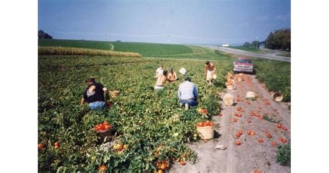 Най високи добиви от домати в Пловдивско Български Фермер