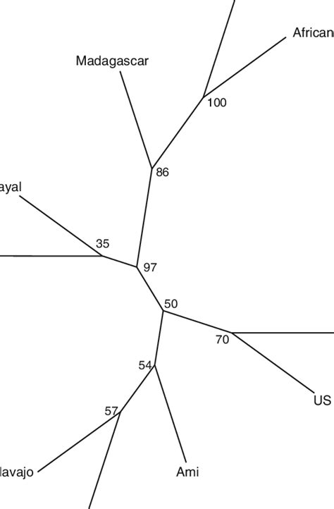 Maximum Likelihood ML Tree Illustrating Human Phylogenetic Download Scientific Diagram
