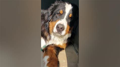 버니즈마운틴독 대형견귀여운 개는훌륭하다 34회소개 너무힘들다과로했다벌써더워 Youtube