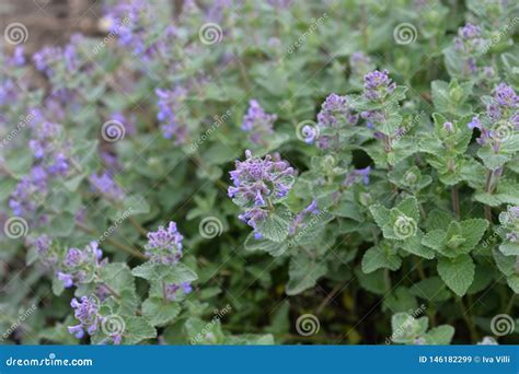 Catnip Stock Image Image Of Leaf Close Catnip Garden 146182299