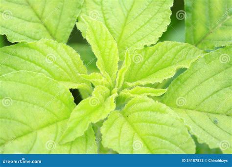 Amaranthus Stock Image Image Of Grasses Weeds Vegetables 34187823