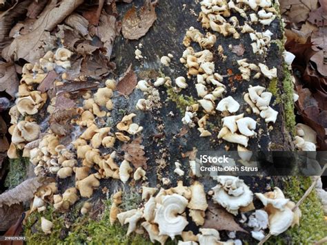 이끼로 덮인 썩은 그루터기에 오래 된 유독 한 나무 버섯이 있는 배경 자연스러운 배경과 질감 0명에 대한 스톡 사진 및 기타 이미지 Istock