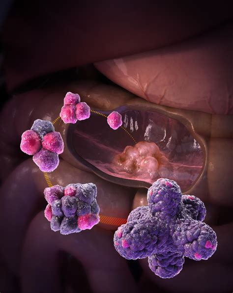 Human Brain Organoids Implanted Into Rodents Realclearscience