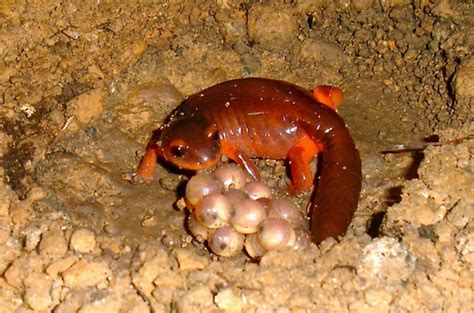 Reproduction THE Emperor Newt