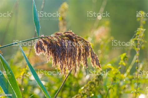 가을에 일출에 햇빛에 습지에서 갈대와 시든 야생화가있는 호수의 가장자리 0명에 대한 스톡 사진 및 기타 이미지 0명 가을 거미줄 Istock