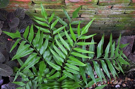 Asplenium Macrophyllum Terrarium Fern