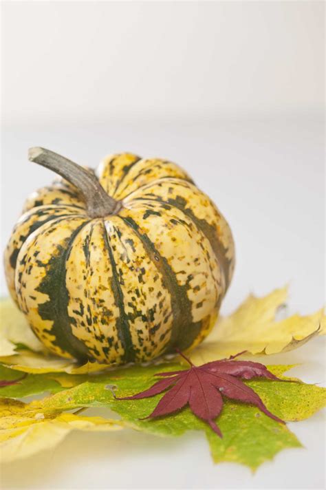 Varieties Of Bumpy Squash