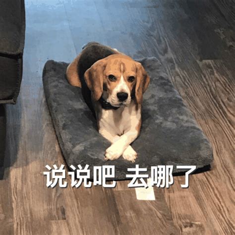 人去哪了人都去哪了去哪了去哪啦搞笑沙雕逗动图 动态图 表情包下载 Soo