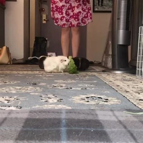 Via Thelavaempire Tumbex