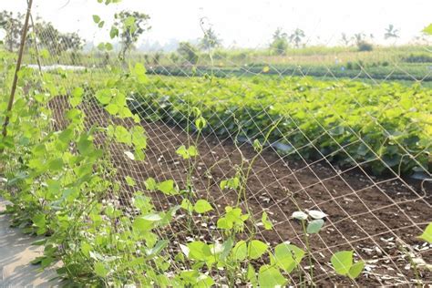 Crop Support Net Agriculture Crop Support Net Latest Price