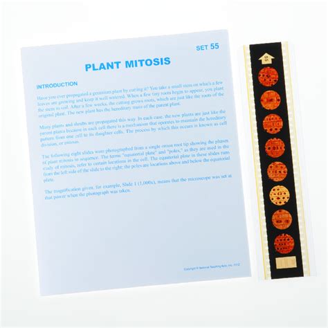 Plant Mitosis Microslides Microscope Slides