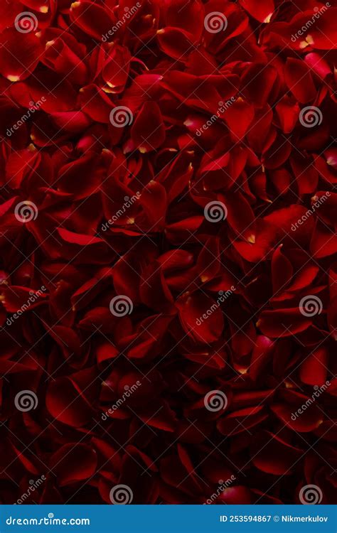 Background Of Petals Of Red Roses Flowers Stock Image Image Of Grungy