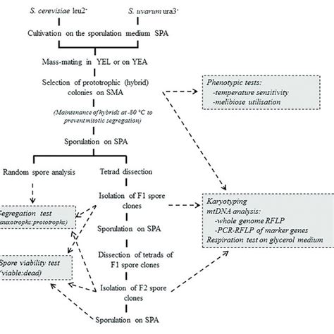 Hybridisation And Hybrid Analysis Download Scientific Diagram