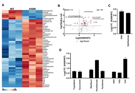 Metabolomics Of Primary Mouse Fibroblasts Harboring K50r Mutation