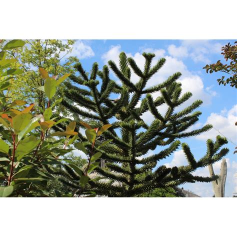 Monkey Puzzle Tree Araucaria Araucana