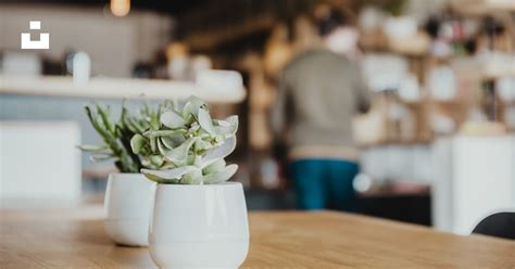 두 개의 흰색 세라믹 화분에 심은 녹색과 흰색 다육 식물의 선택적 초점 사진 사진 Unsplash의 무료 배경 이미지